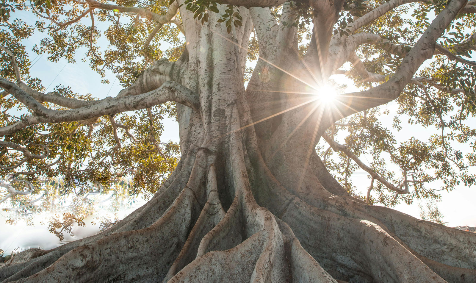 Portfolio - Reed Management